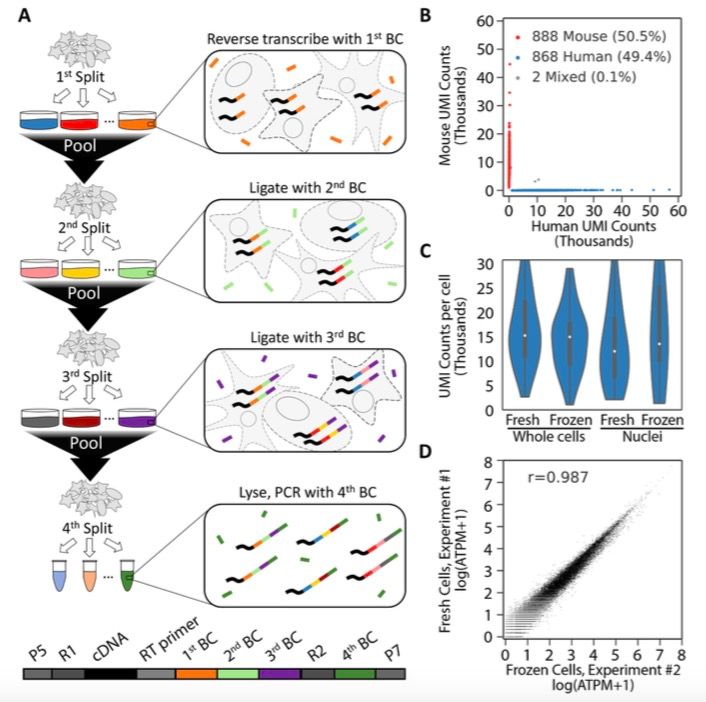 单个细胞转录组测序成本降至1美分！《科学》期刊发布重磅SPLit-seq技术 – SEQ.CN