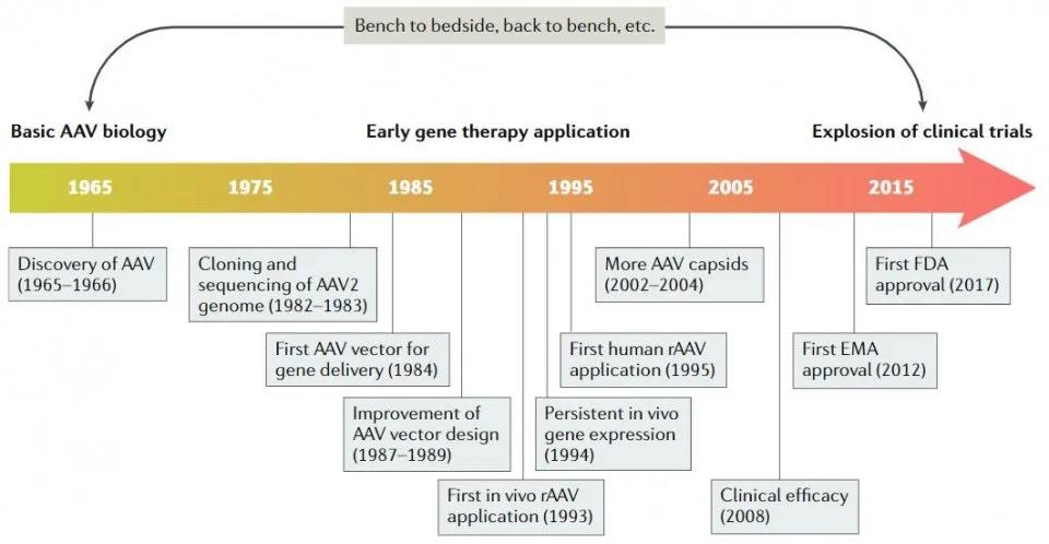 解决基因治疗痛点——AAV-ITR测通+载体稳定构建 – SEQ.CN