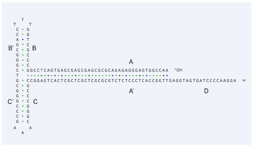 解决基因治疗痛点——AAV-ITR测通+载体稳定构建 – SEQ.CN