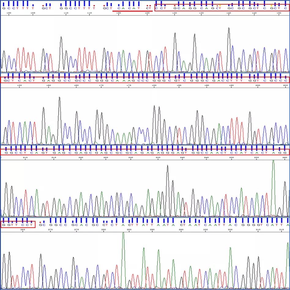 解决基因治疗痛点——AAV-ITR测通+载体稳定构建 – SEQ.CN