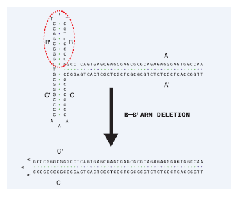 解决基因治疗痛点——AAV-ITR测通+载体稳定构建 – SEQ.CN