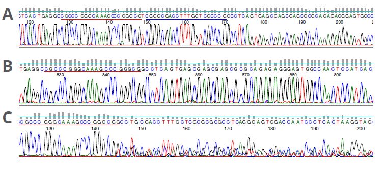 解决基因治疗痛点——AAV-ITR测通+载体稳定构建 – SEQ.CN