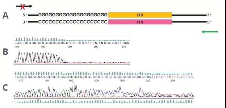 解决基因治疗痛点——AAV-ITR测通+载体稳定构建 – SEQ.CN