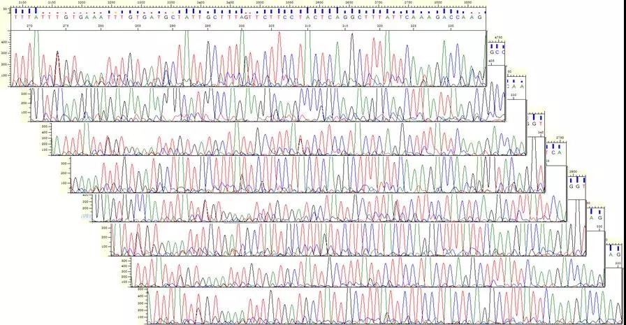 解决基因治疗痛点——AAV-ITR测通+载体稳定构建 – SEQ.CN