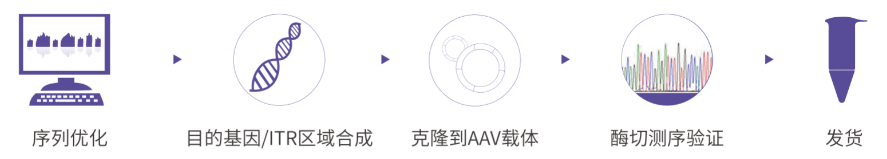 解决基因治疗痛点——AAV-ITR测通+载体稳定构建 – SEQ.CN