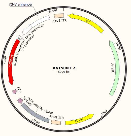 解决基因治疗痛点——AAV-ITR测通+载体稳定构建 – SEQ.CN