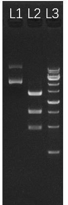 解决基因治疗痛点——AAV-ITR测通+载体稳定构建 – SEQ.CN