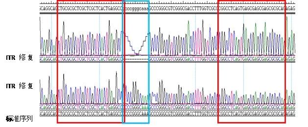 解决基因治疗痛点——AAV-ITR测通+载体稳定构建 – SEQ.CN