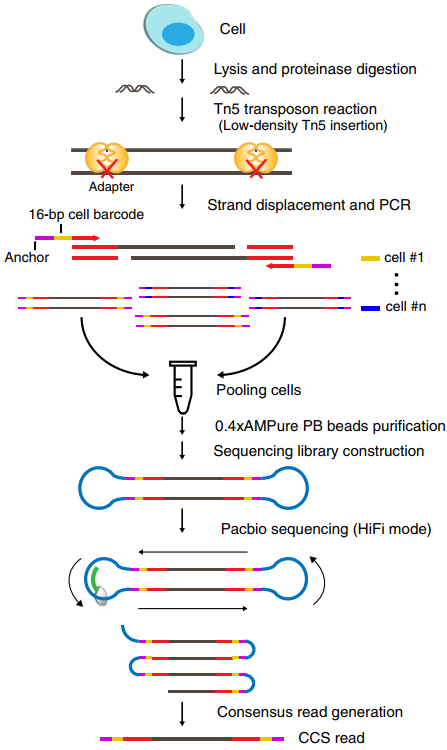 汤富酬团队开发单细胞基因组测序新方法SMOOTH-seq，可精确检测基因组结构变异 – SEQ.CN
