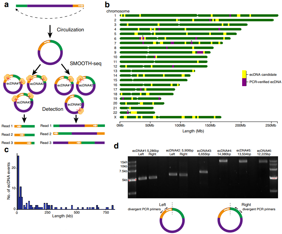 汤富酬团队开发单细胞基因组测序新方法SMOOTH-seq，可精确检测基因组结构变异 – SEQ.CN