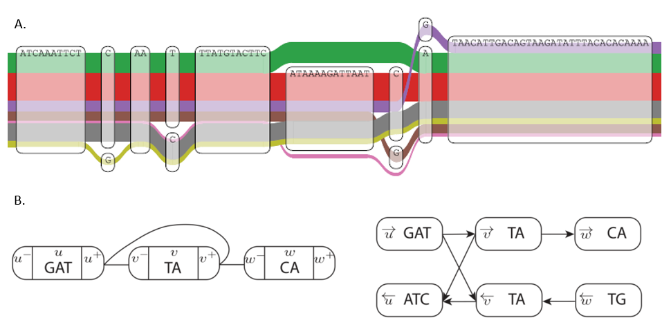 Science发布基因组比对革新技术：泛基因组学映射工具Giraffe – SEQ.CN