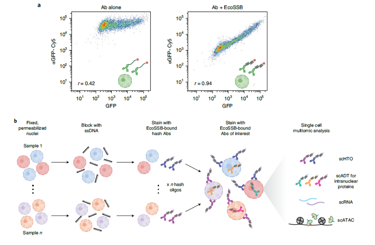 Nat Methods | 在单细胞水平同时检测转录因子、染色质可及性及转录组的新技术NEAT-seq – SEQ.CN