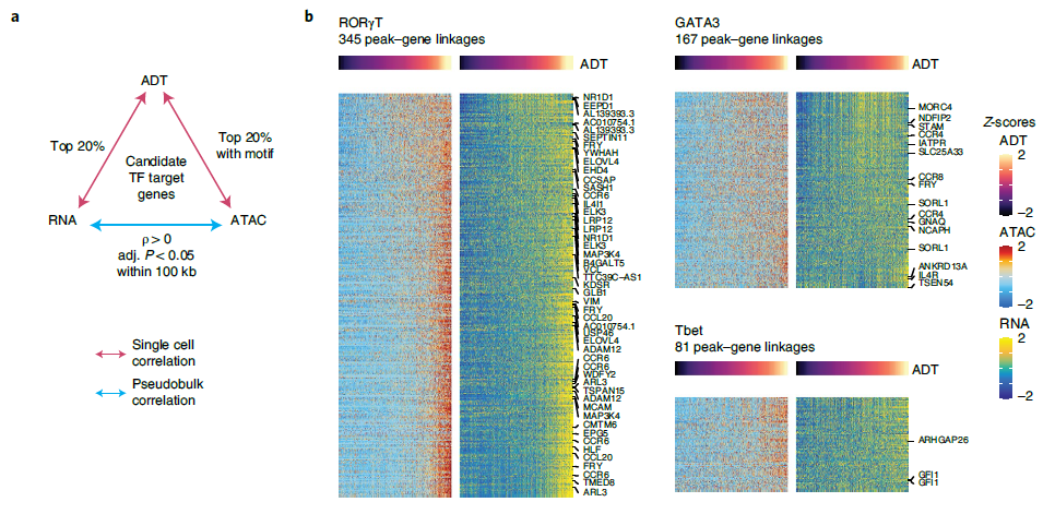 Nat Methods | 在单细胞水平同时检测转录因子、染色质可及性及转录组的新技术NEAT-seq – SEQ.CN