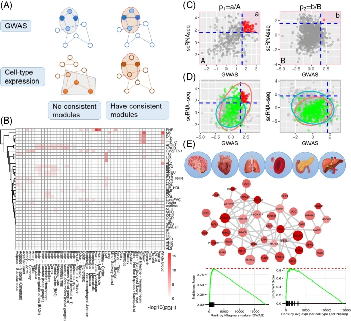 Genome Biol | scRNA-seq辅助分析新方法scGWAS，揭示性状-细胞类型关联图谱 – SEQ.CN