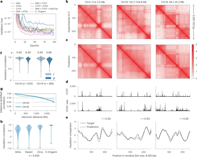Nat Biotechnol | 多模态深度学习新模型联合高通量计算遗传筛选新方法，可准确预测不同细胞类型的染色质构象 – SEQ.CN