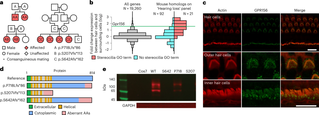 发现3种罕见病的未知遗传病因！Nat Med发表轻量级、灵活的罕见病队列数据库Rareservoir – SEQ.CN