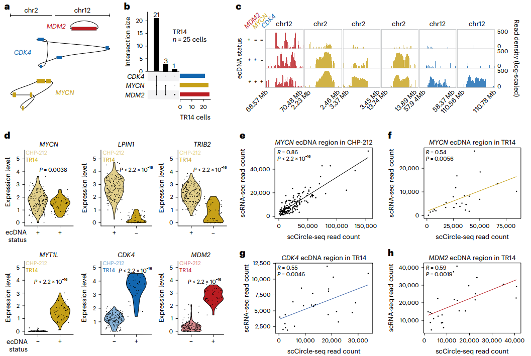 Nat Genet | 适用于多种生物系统！单细胞染色体外环状DNA及mRNA平行测序方法scEC&T-seq – SEQ.CN