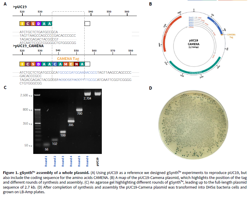 长度超300bp，准确率达90%！Camena Bioscience创新无TdT酶促DNA合成技术 – SEQ.CN