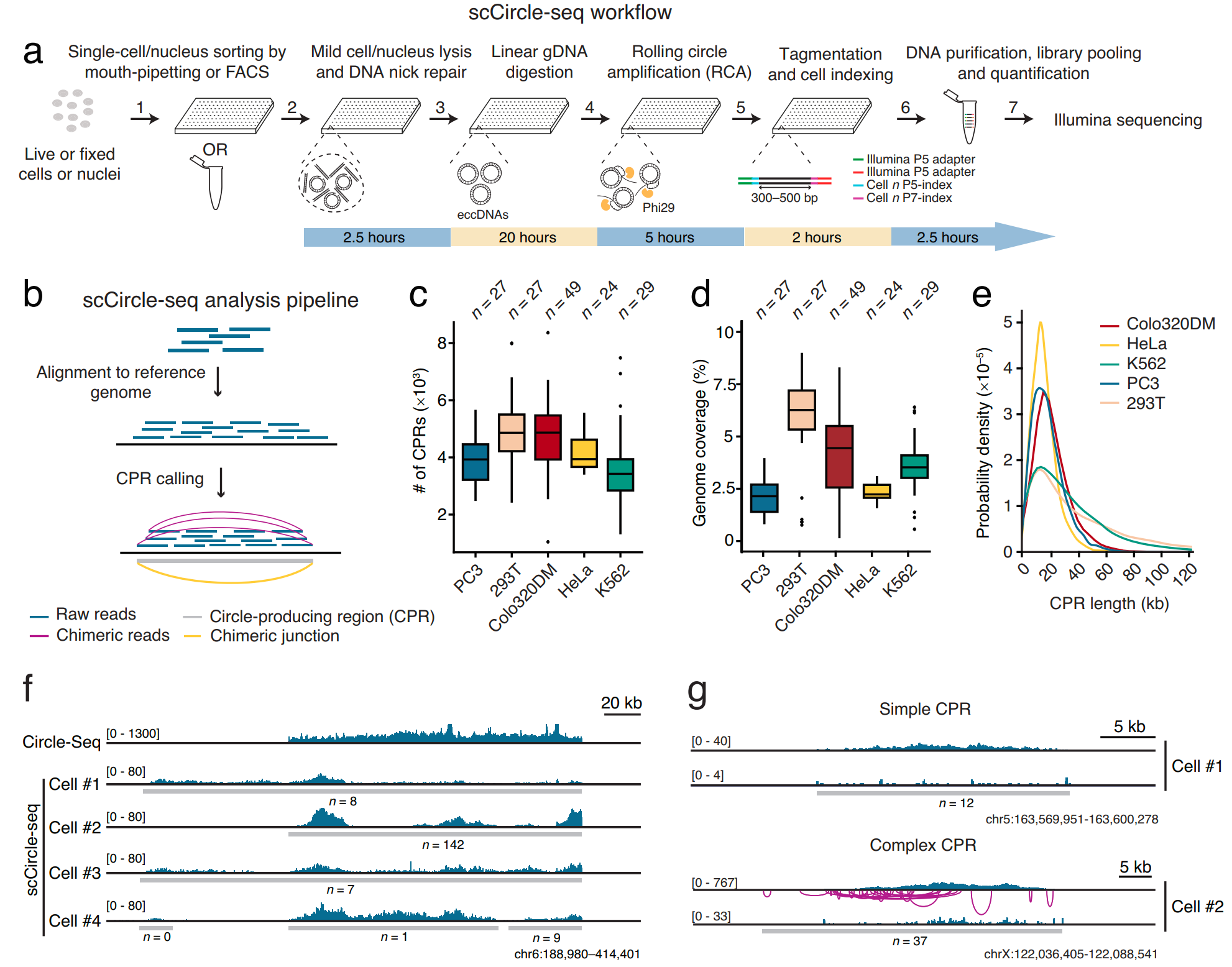 Nat Commun | 单细胞水平检测染色体外环状DNA多样性及复杂性的新工具scCircle-seq – SEQ.CN