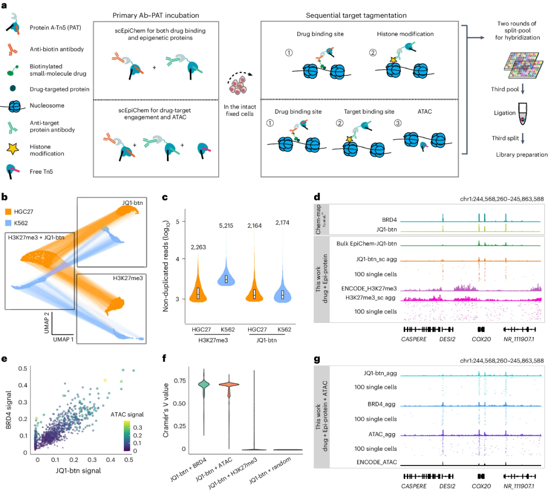 Nat Methods | 何爱彬/舒绍坤团队开发同时检测药物基因组靶点与表观基因组的单细胞方法scEpiChem – SEQ.CN
