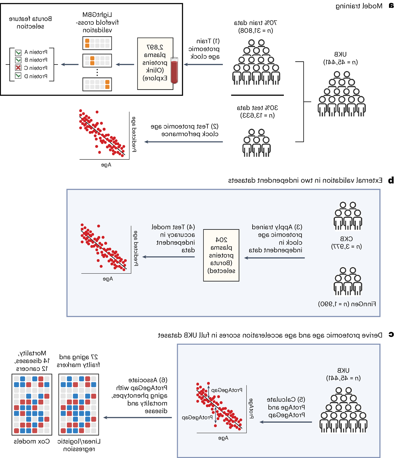 Nat Med｜源自中英芬三国队列的“衰老时钟”，利用204种血浆蛋白预测常见年龄相关疾病的死亡率及风险 – SEQ.CN