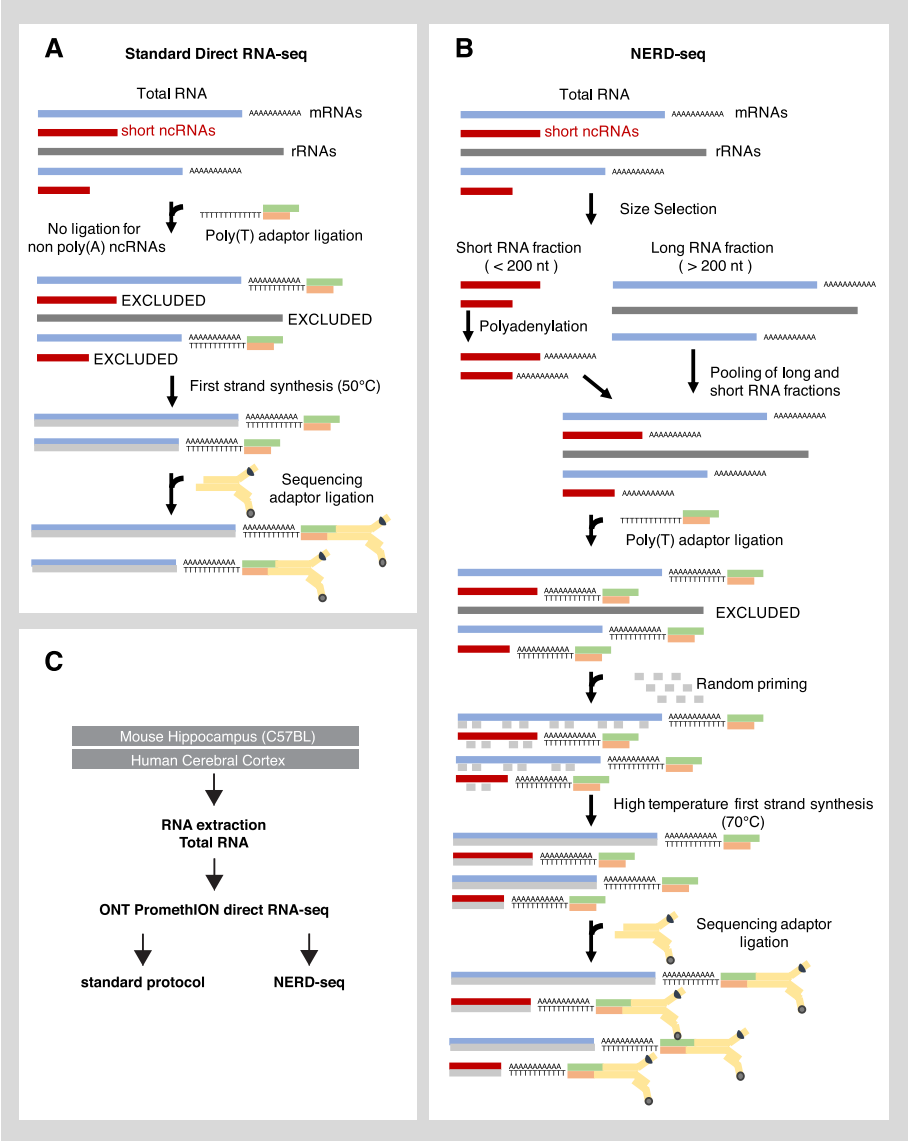 Genome Biol | 突破传统直接RNA测序局限！新方法可同时检测多类ncRNA和mRNA – SEQ.CN