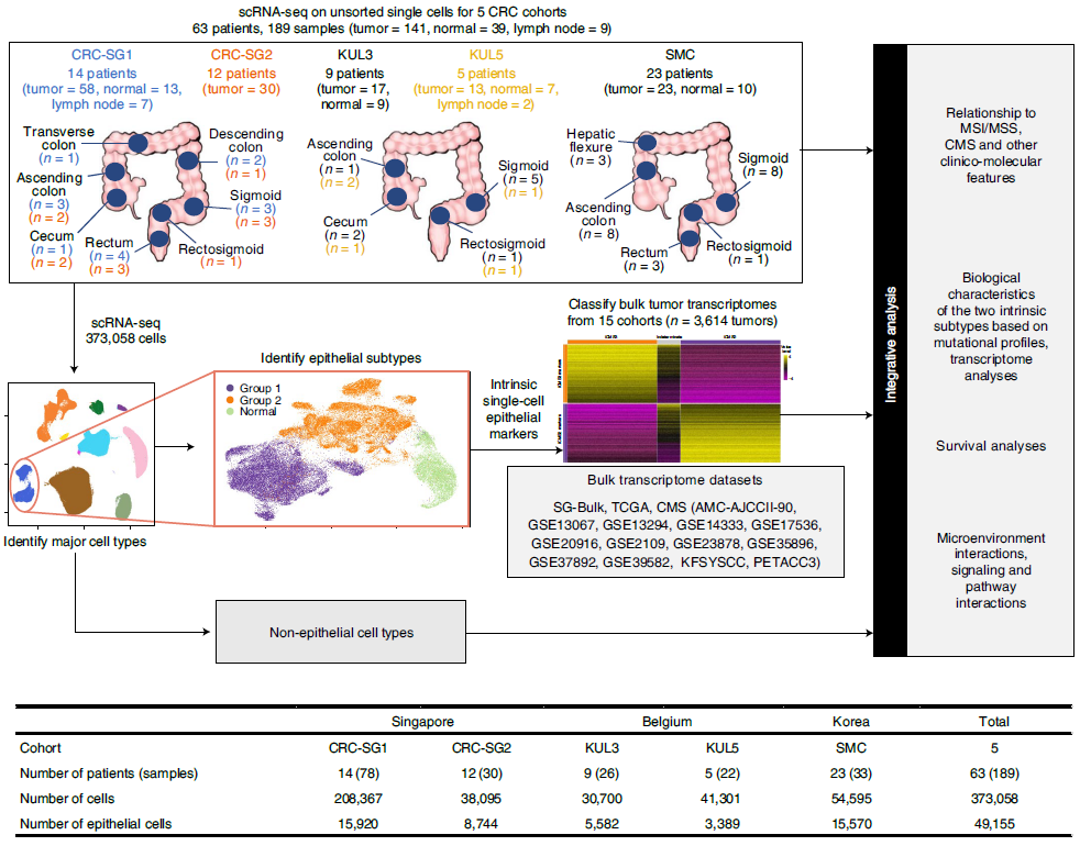 Nature Genetics | 单细胞转录组测序鉴定两种新的上皮肿瘤细胞类型，定义更精准的CRC分类体系IMF – SEQ.CN