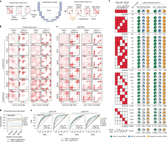 Nature Genetics | DeepLoop：利用低深度Hi-C数据绘制人类基因组等位基因特异性染色质互作图谱 – SEQ.CN