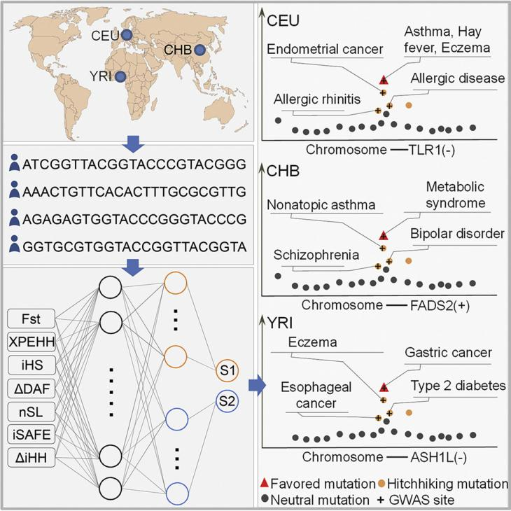 Cell Reports | 南方医科大学朱浩团队开发深度学习算法DeepFavored，揭示适应性突变与疾病易感性关联 – SEQ.CN